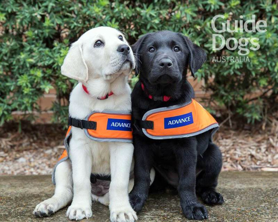 Guide Dogs unveil paw-some new look - Guide Dogs SA/NT