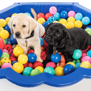 Shop Online | Guide Dogs SA/NT