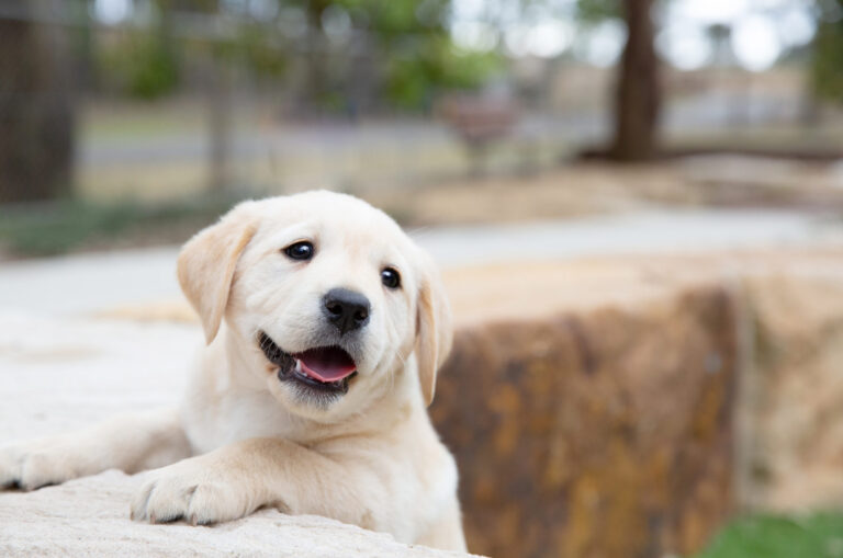 Guide Dogs SA/NT