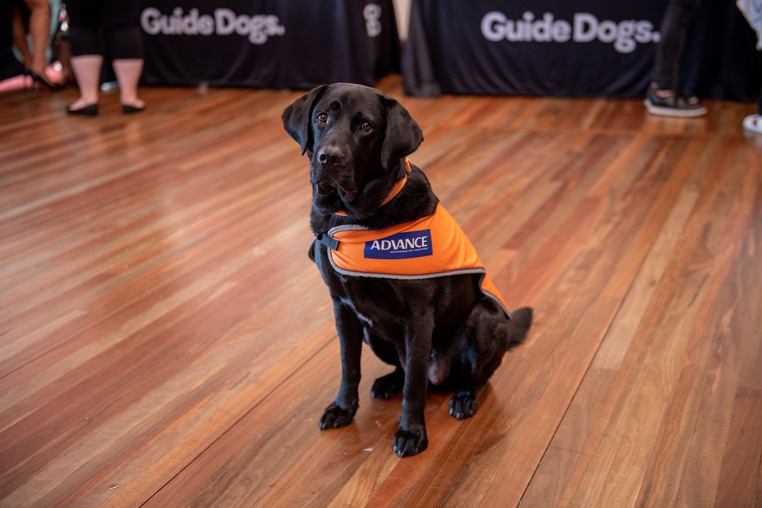 Puppy Graduation 2023! - Guide Dogs SA/NT